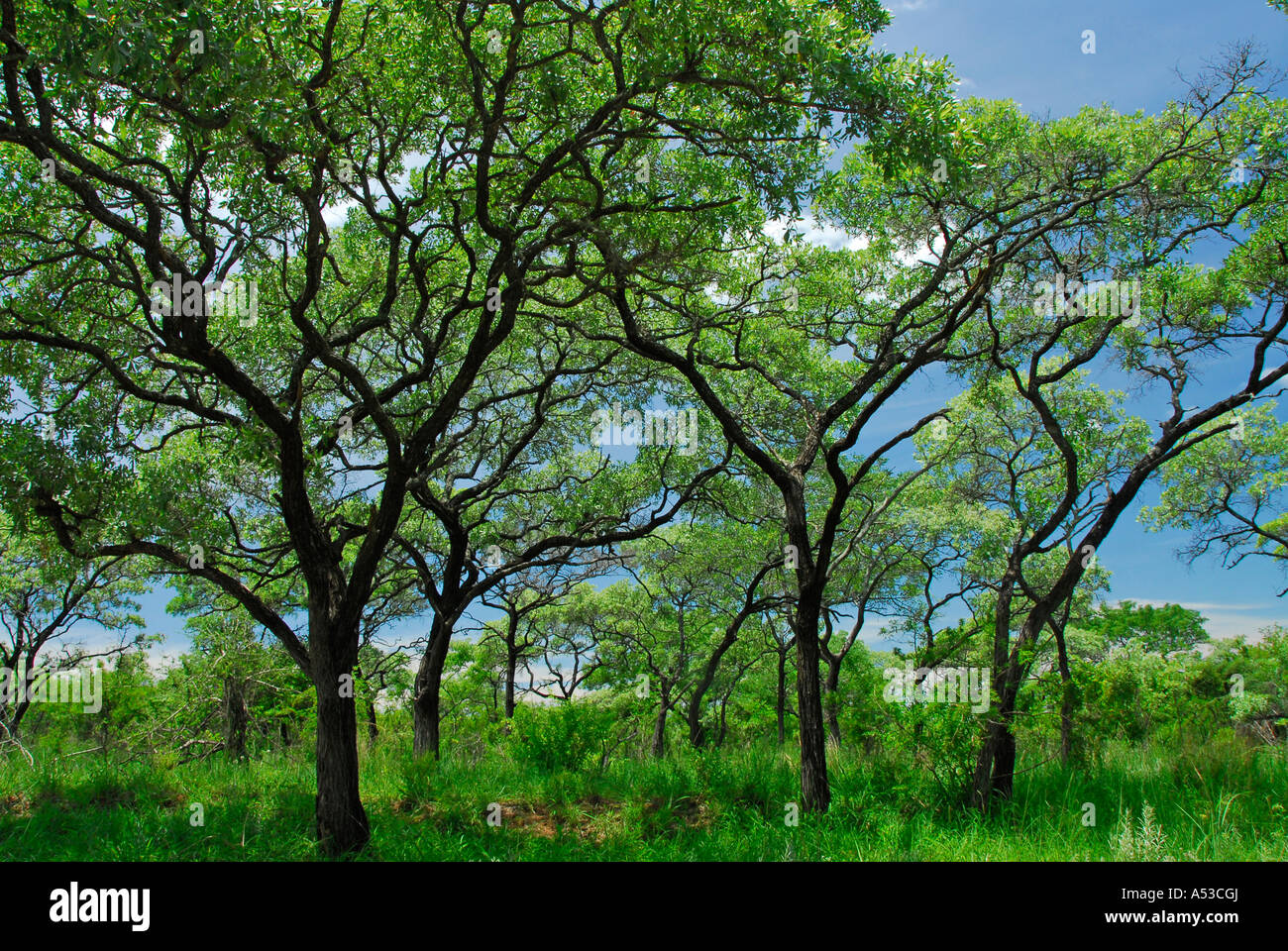 Trees in lowveld bushveld hi-res stock photography and images - Alamy