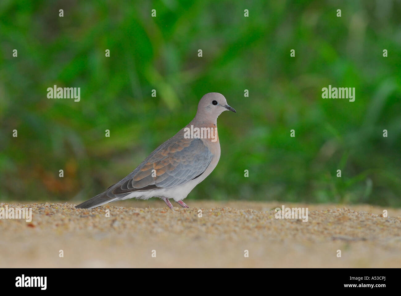 Cape laughing dove in Kruger Park, South Africa Stock Photo - Alamy