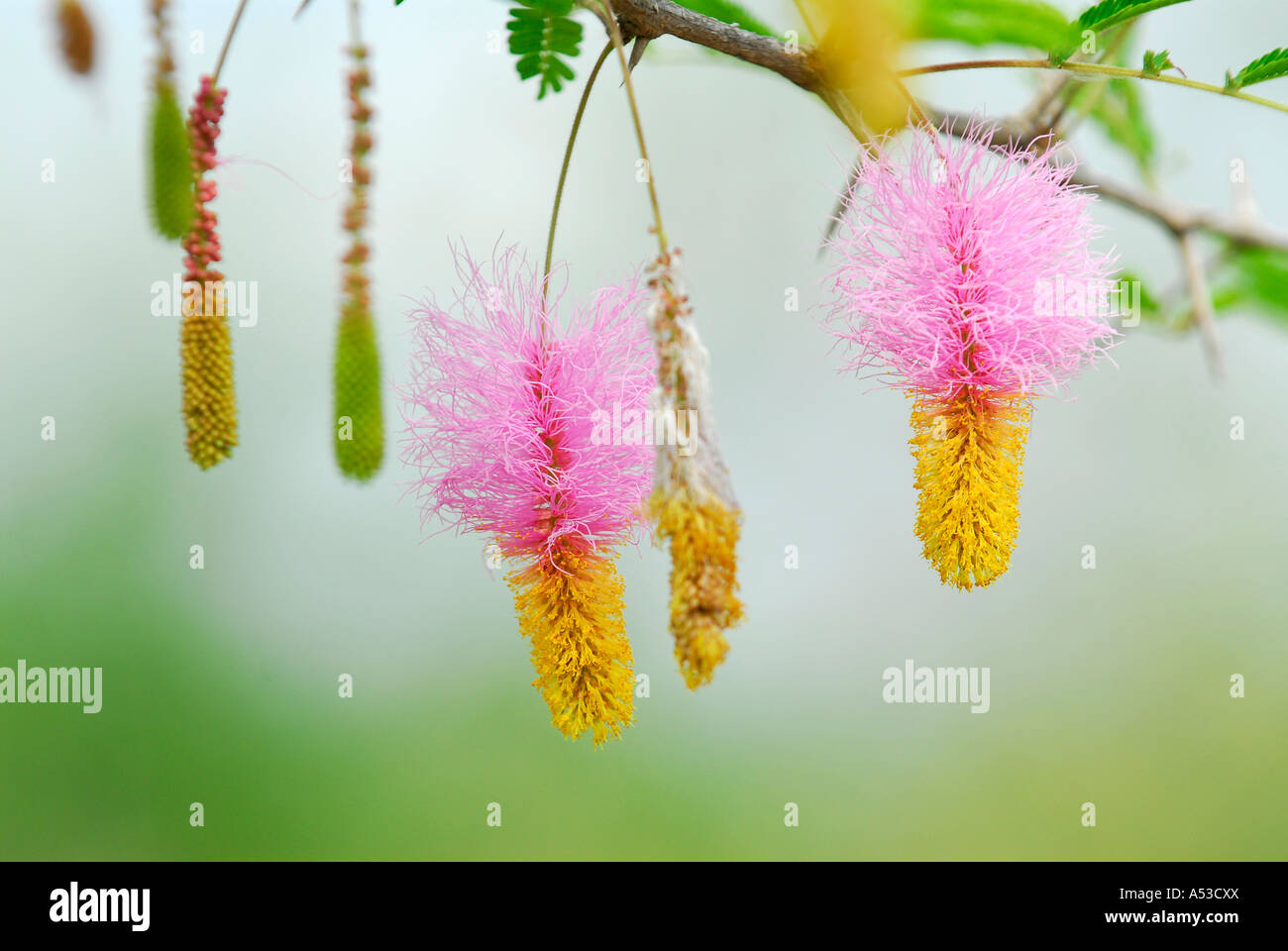 Sickle bush hi-res stock photography and images - Alamy