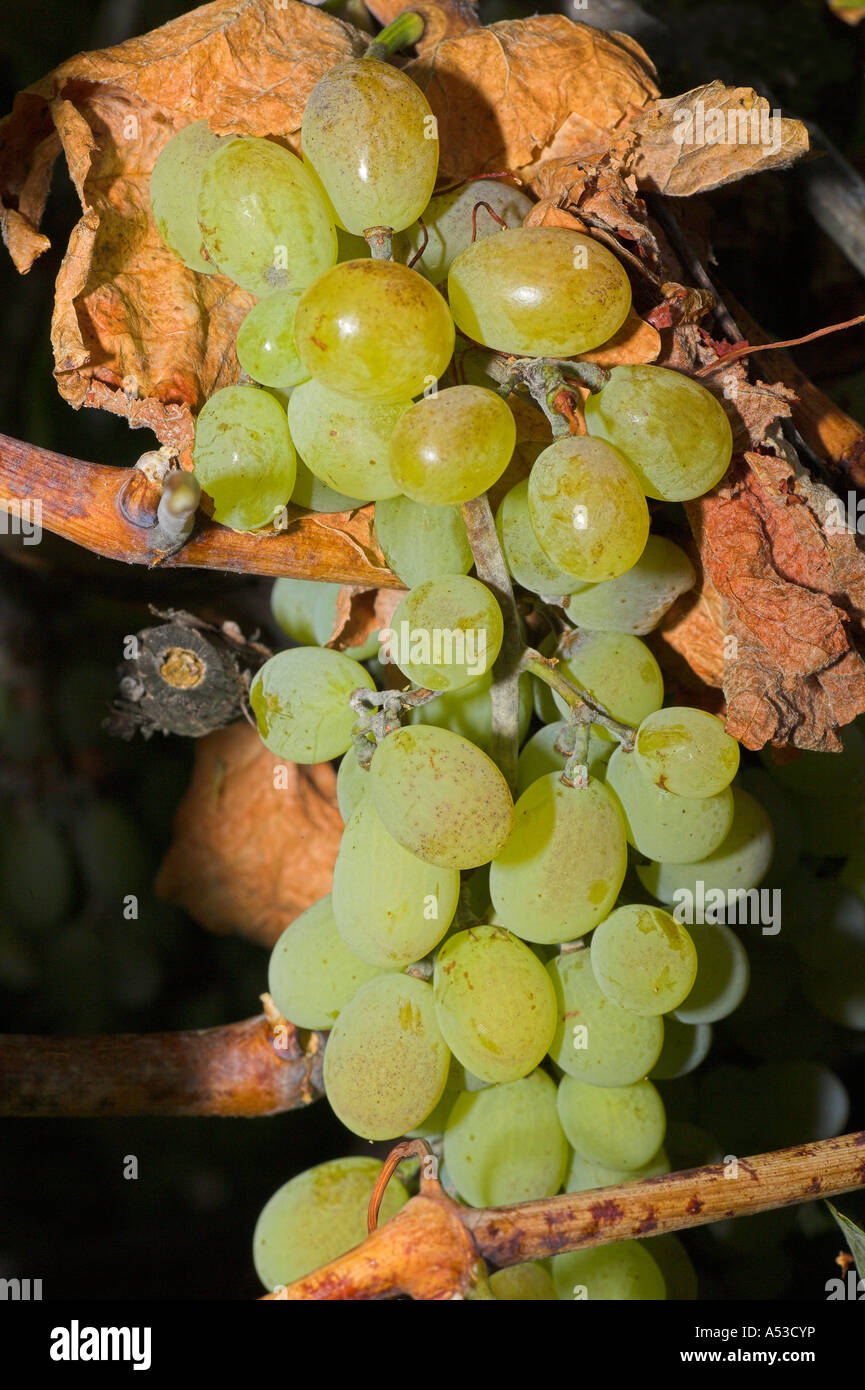Weintrauben refer to Traube vine Stock Photo - Alamy