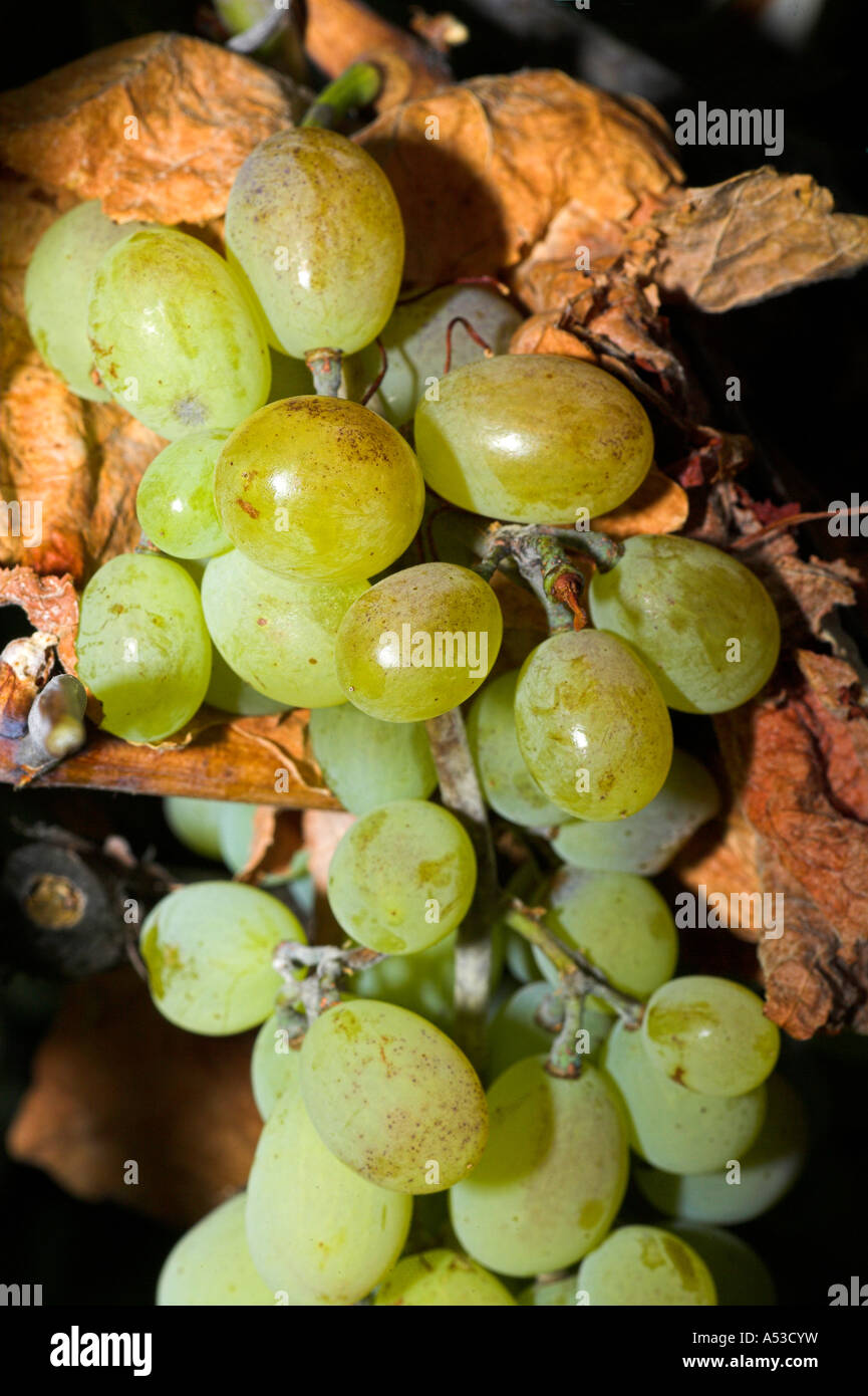 Weintrauben refer to Traube vine Stock Photo - Alamy