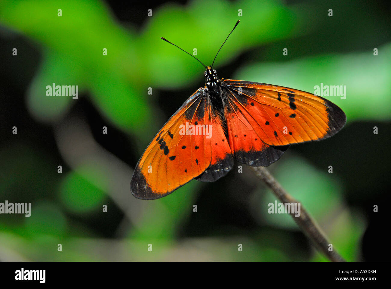 Acrea Butterfly High Resolution Stock Photography and Images - Alamy