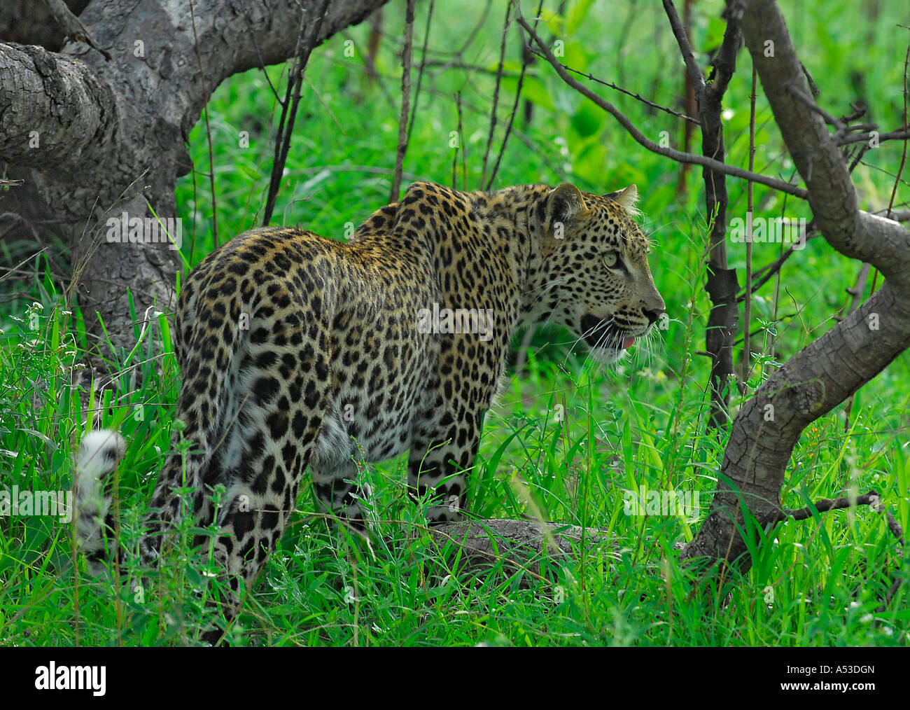 Prowl panther hi-res stock photography and images - Alamy