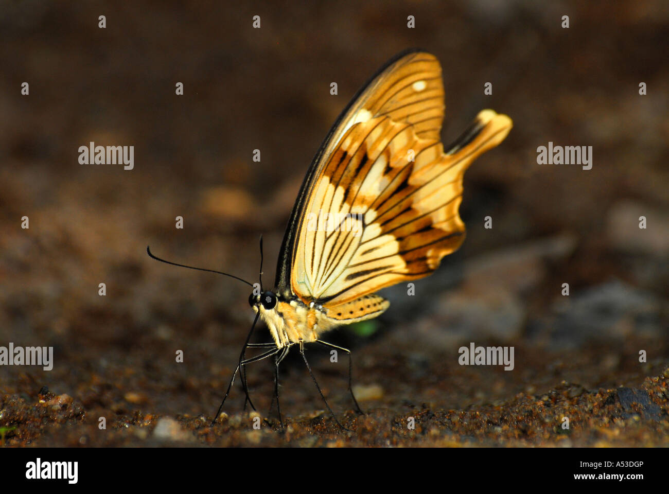 Male mud puddling hi-res stock photography and images - Alamy