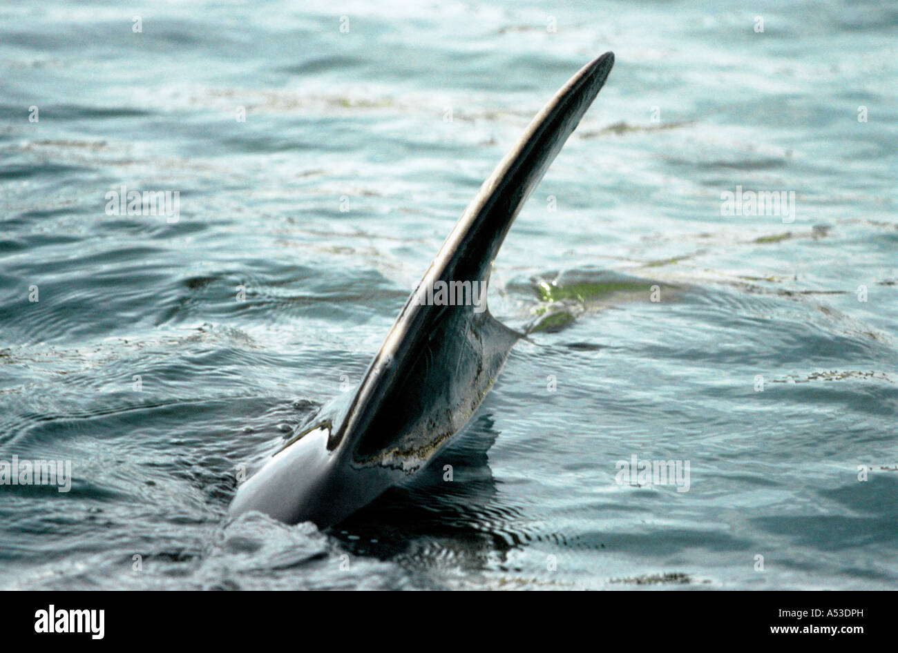 Colour landscape image of dolphin`s fin in water Stock Photo - Alamy