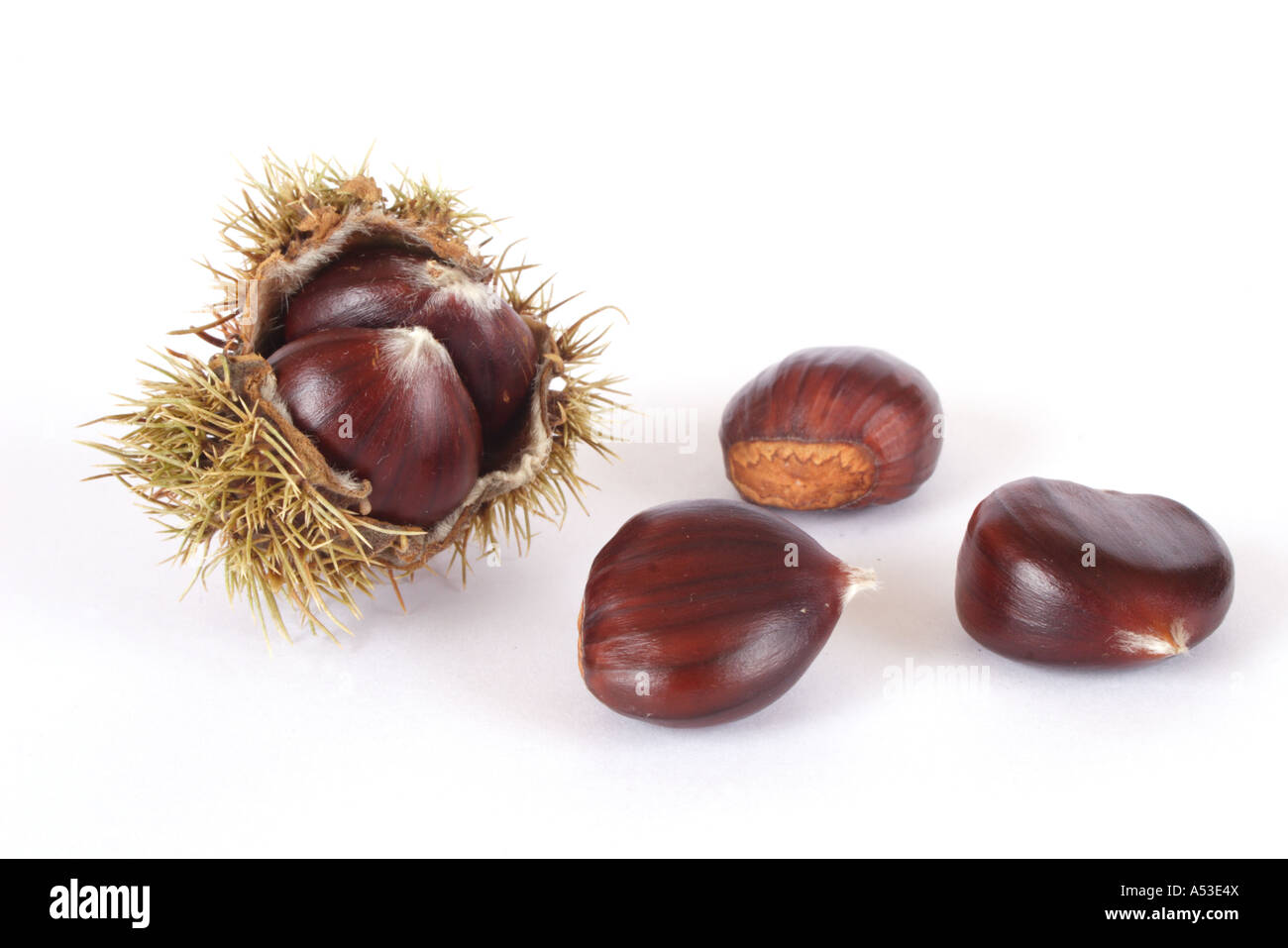 Chestnut capsule Cut Out Stock Images & Pictures - Alamy