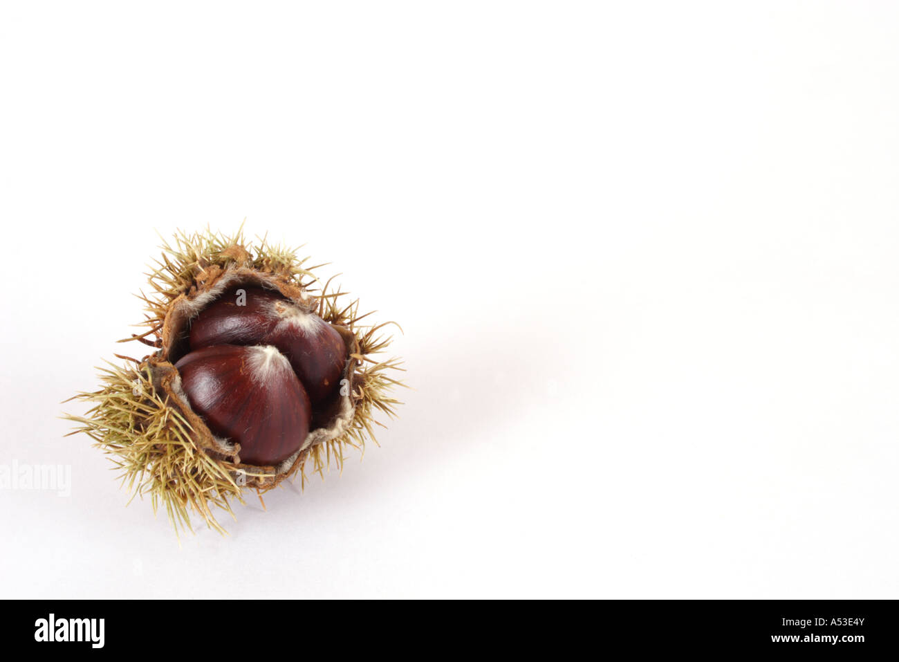 Chestnut capsule Cut Out Stock Images & Pictures - Alamy