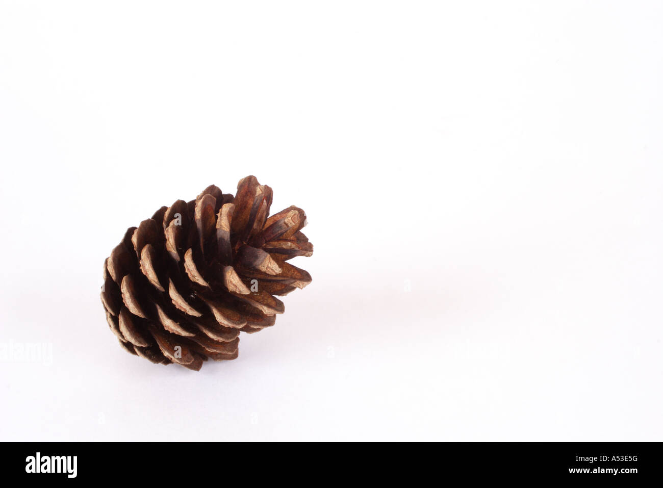single pine cone Stock Photo - Alamy