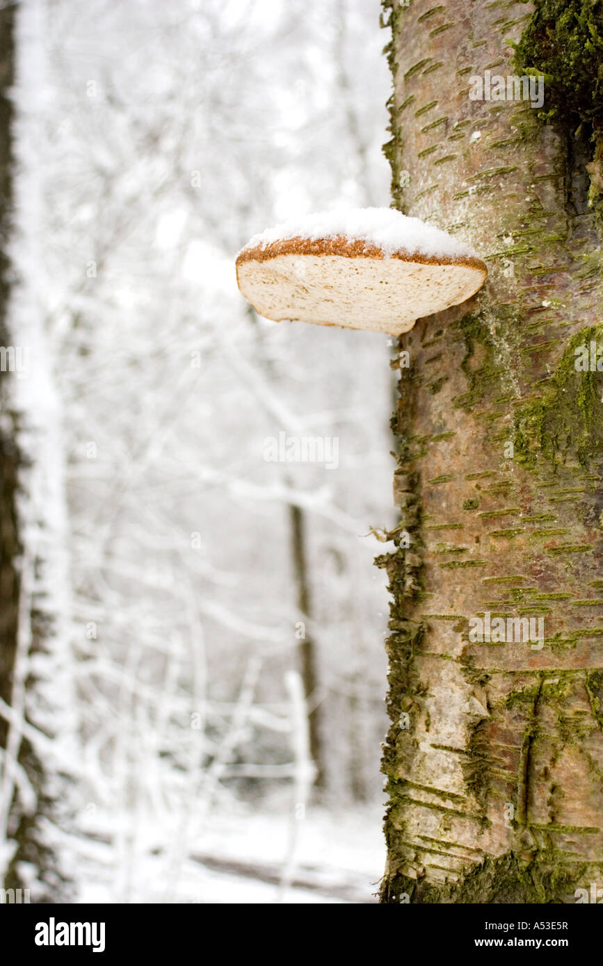 fungus growing on the side of a tree in a snow covered woodland Stock ...