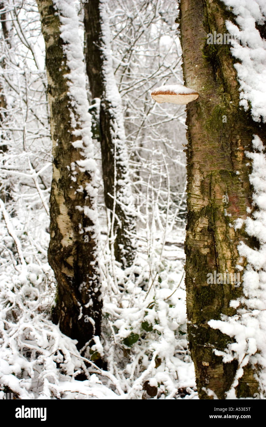 fungus growing on the side of a tree in a snow covered woodland Stock ...