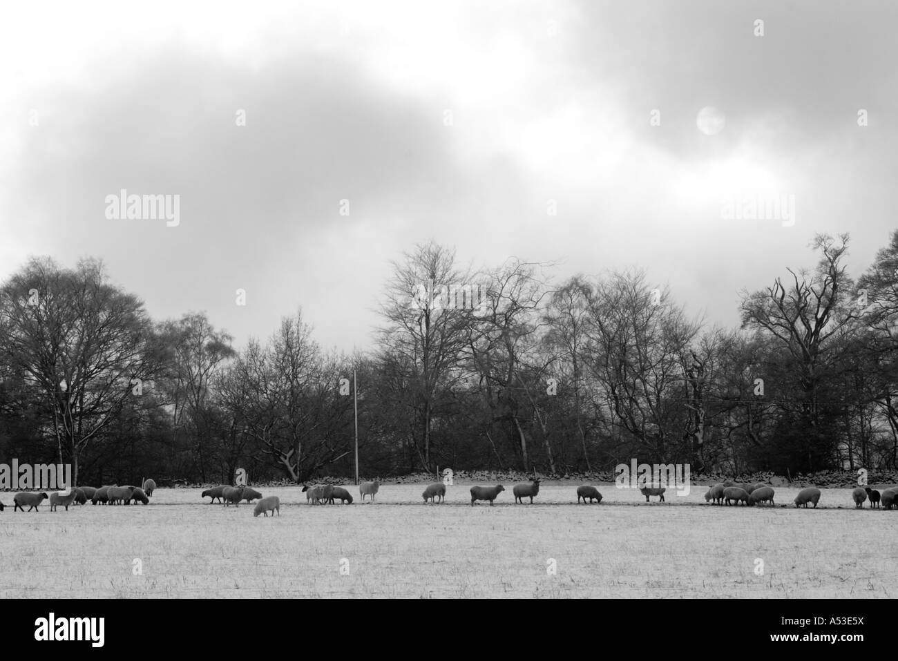 Sheep field feeding snow weather farming hi-res stock photography and ...