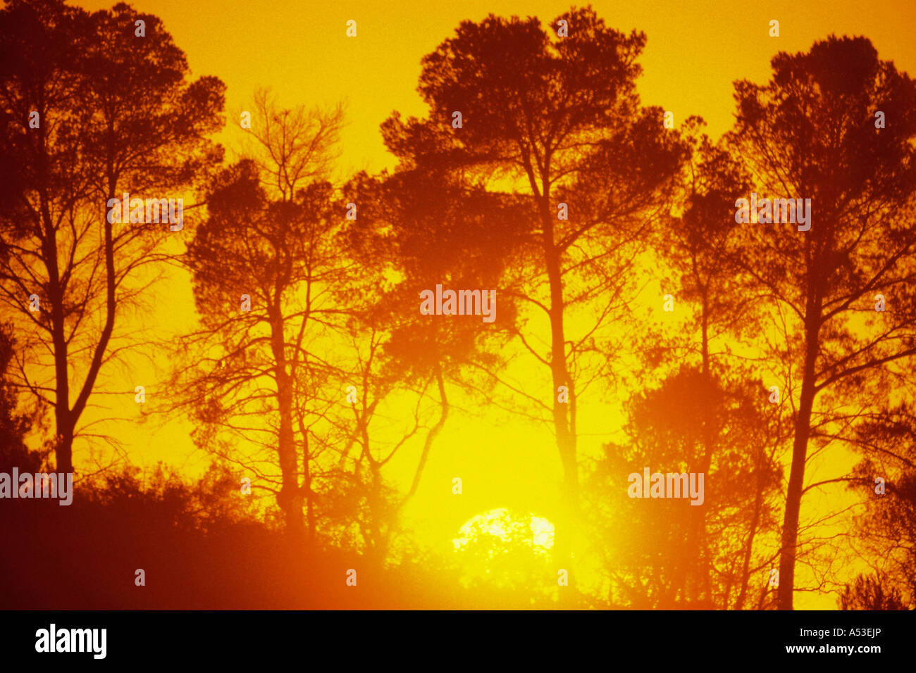 Sunset and forest Stock Photo - Alamy