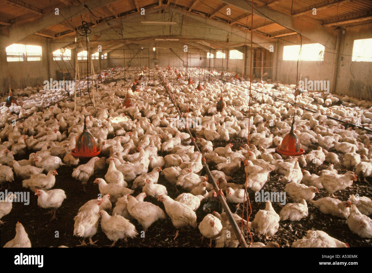 Breeding roosters hi-res stock photography and images - Alamy