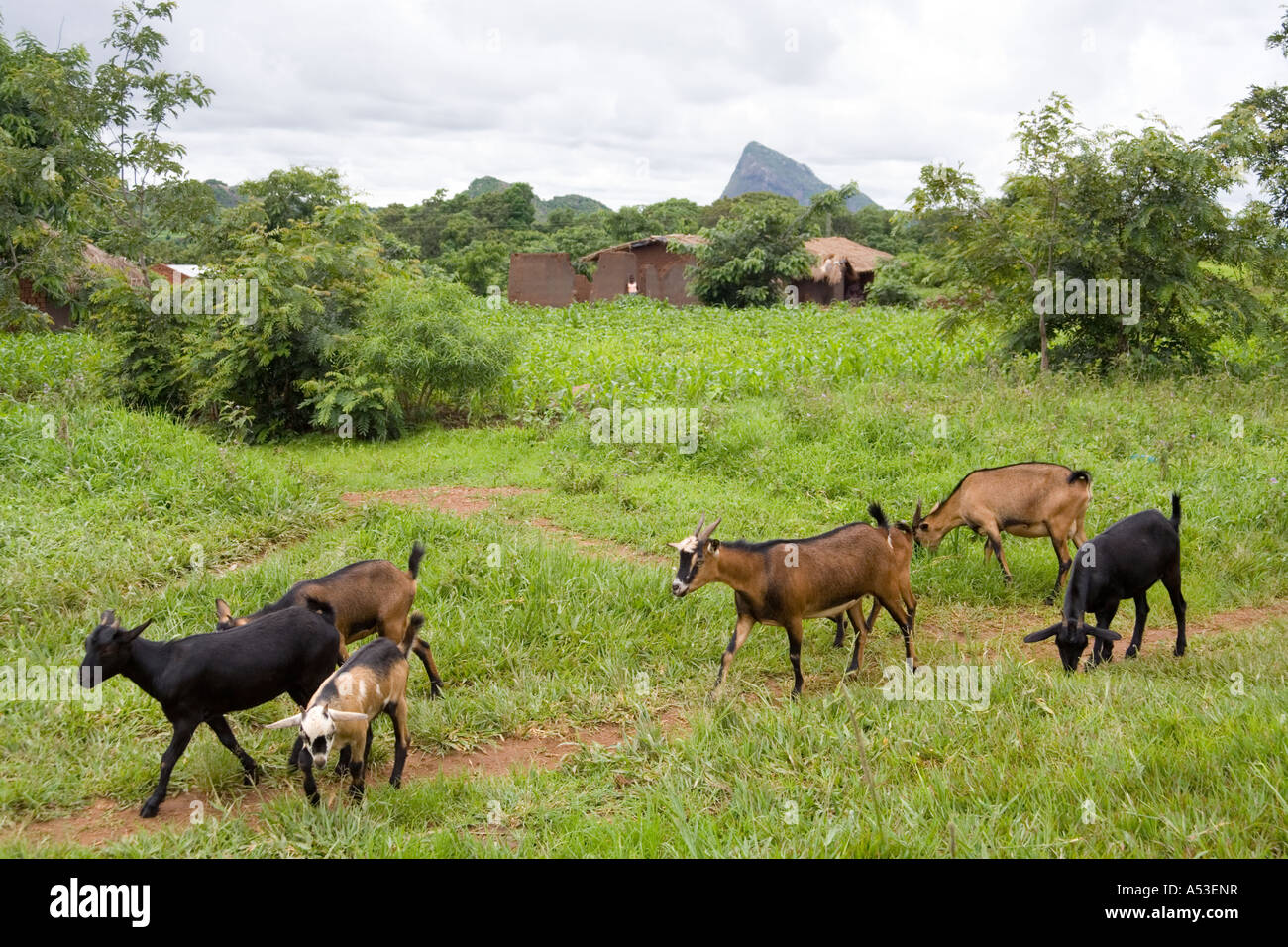 Goats in the village of Nathenje, on the M1 Lilongwe to Blantyre road ...