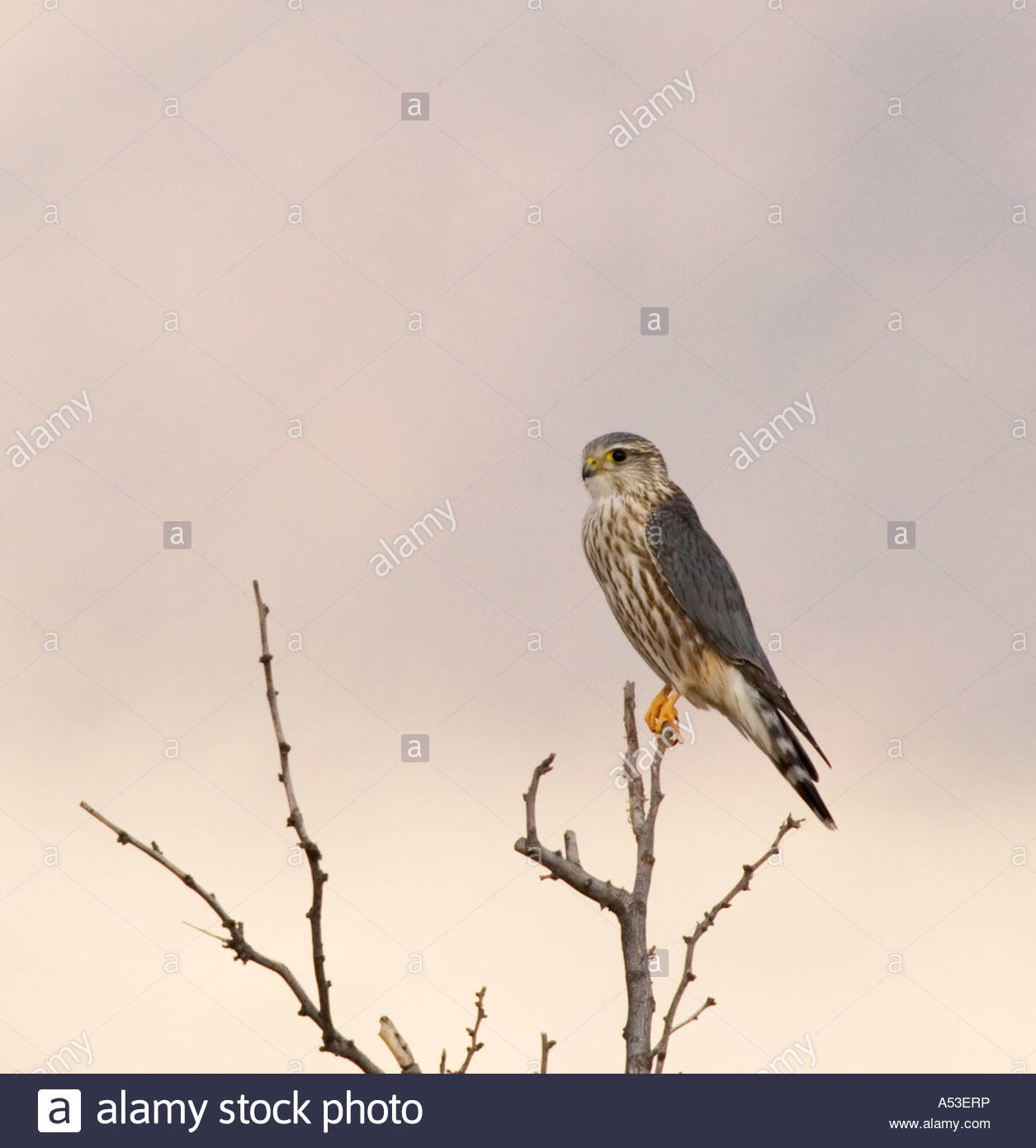 Prairie Merlin High Resolution Stock Photography and Images - Alamy