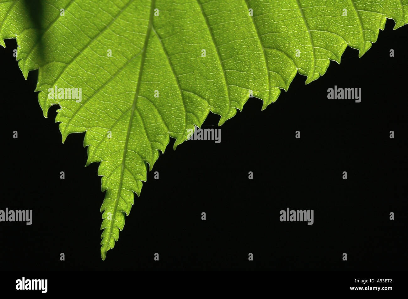 Tip of the leaf hi-res stock photography and images - Alamy