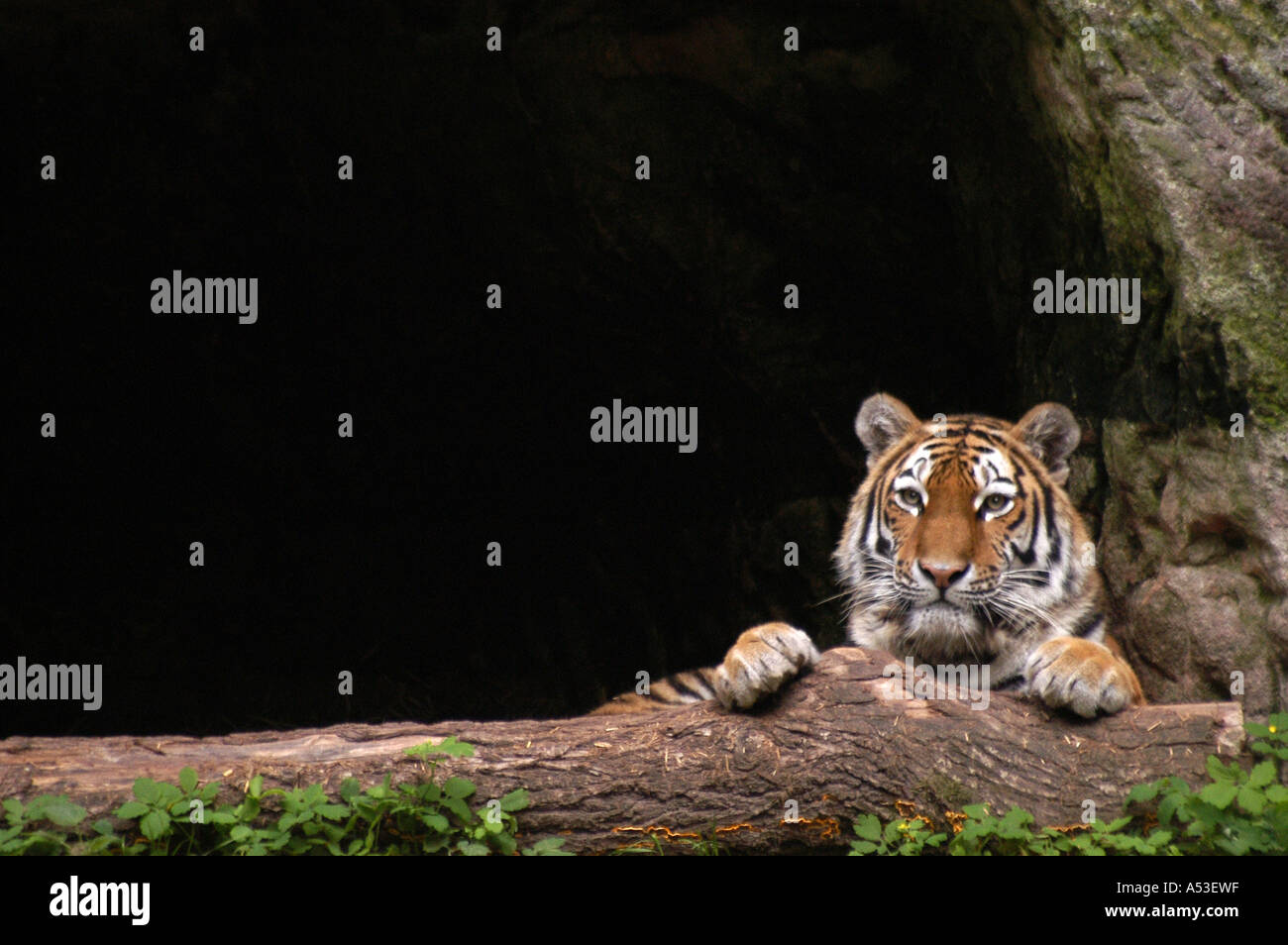Siberian Tiger (Panthera tigris altaica), lying in his den Stock Photo ...