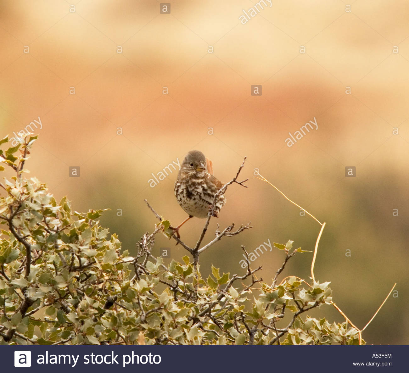 Fox Sparrow High Resolution Stock Photography and Images - Alamy