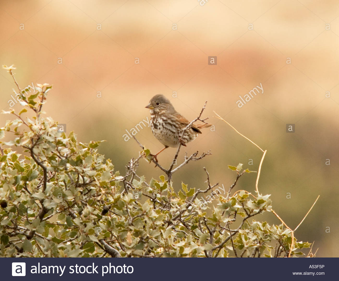 Fox Sparrow High Resolution Stock Photography and Images - Alamy