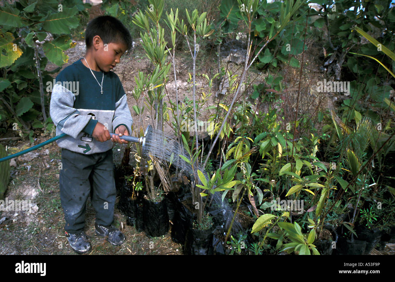 Painet ha0683 5594 mexico hispanic boy watering seedlings altamixteca ...