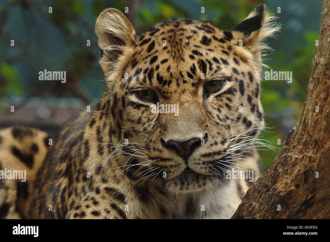 Amur Leopard (Panthera pardus orientalis), portrait Stock Photo - Alamy