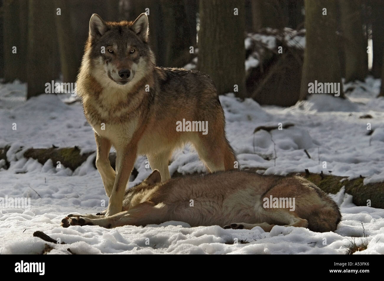 Submission And Dominance High Resolution Stock Photography and Images ...
