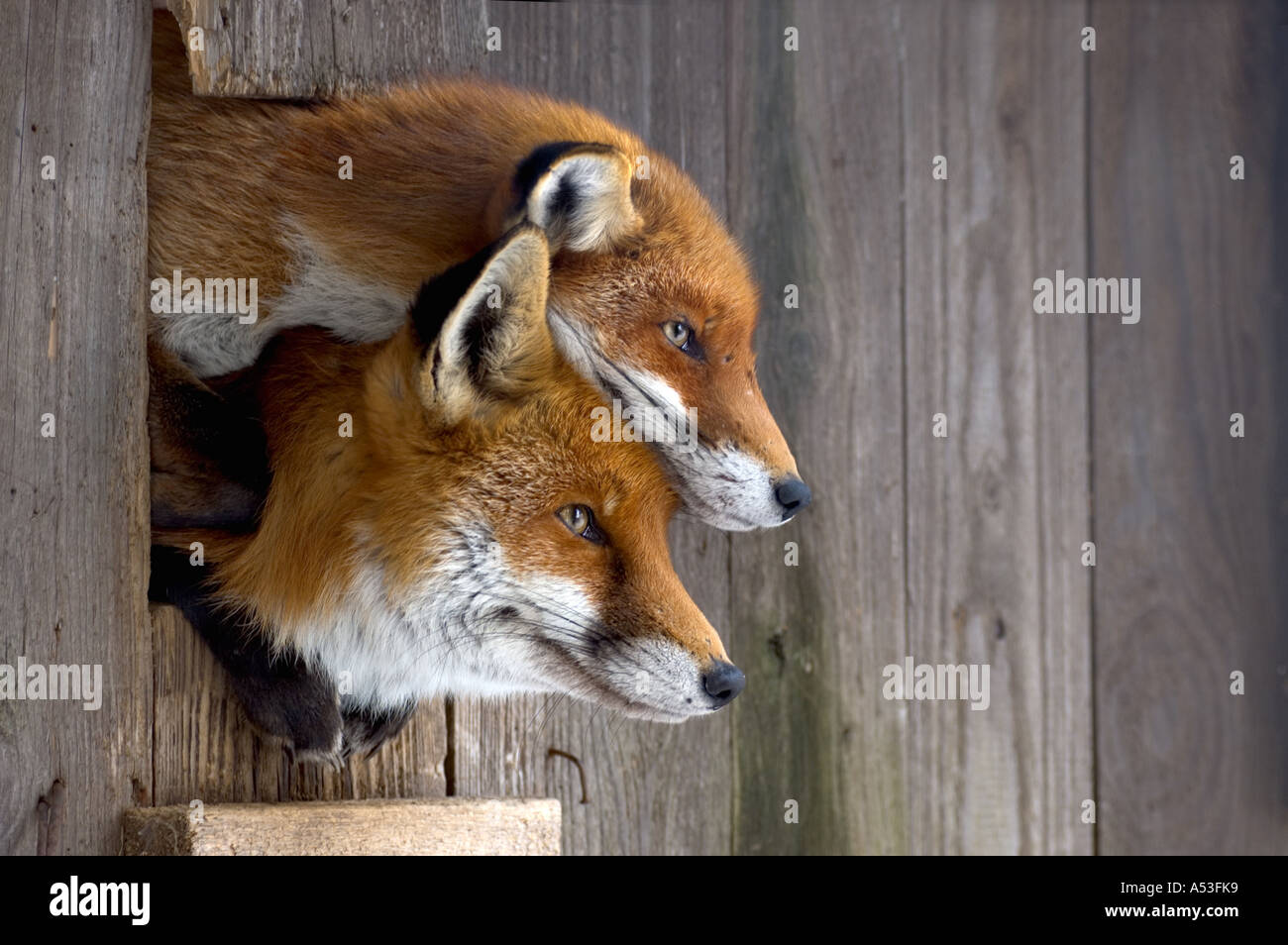 Watching foxes hi-res stock photography and images - Alamy