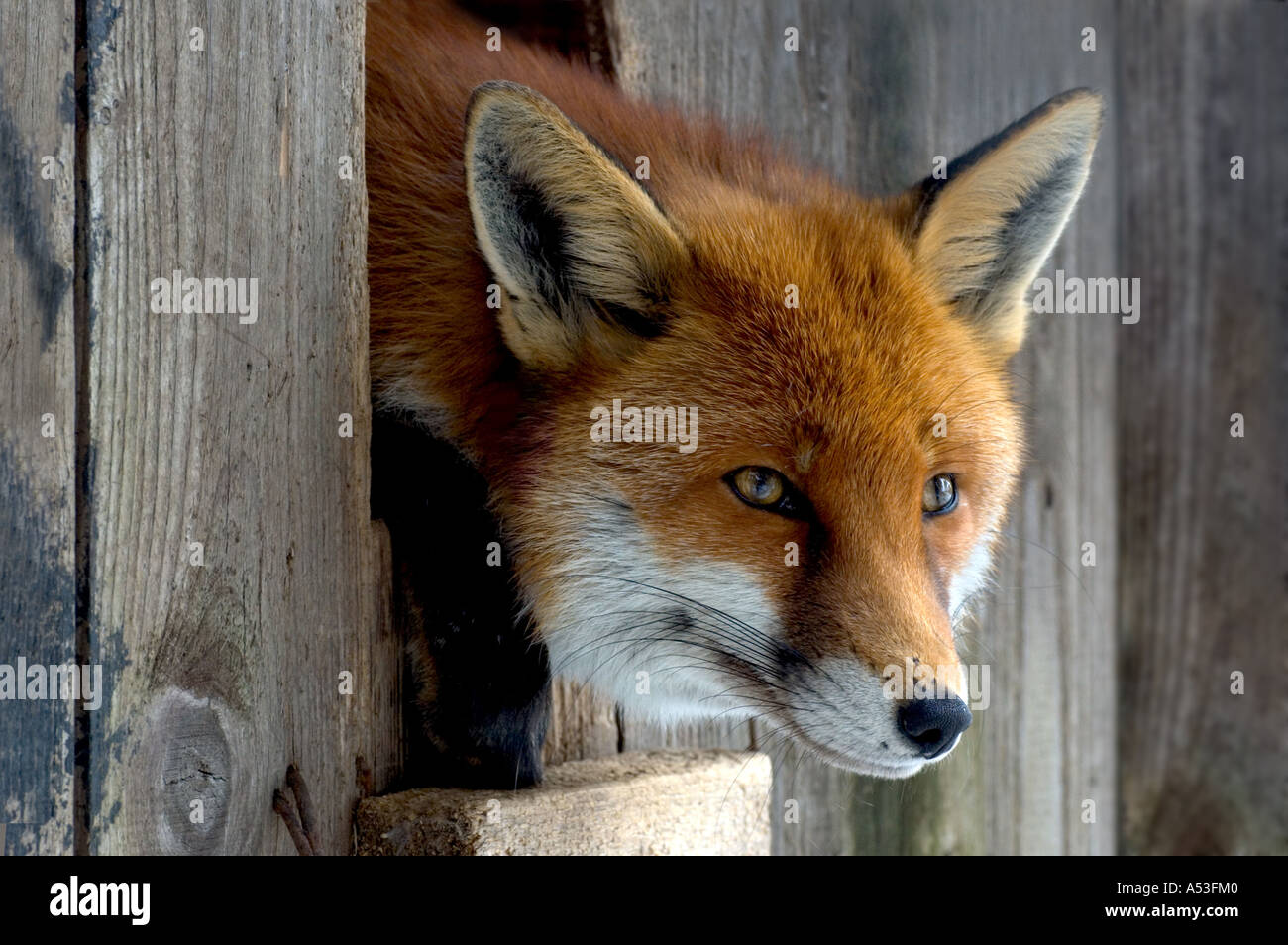 The Fox House High Resolution Stock Photography and Images - Alamy