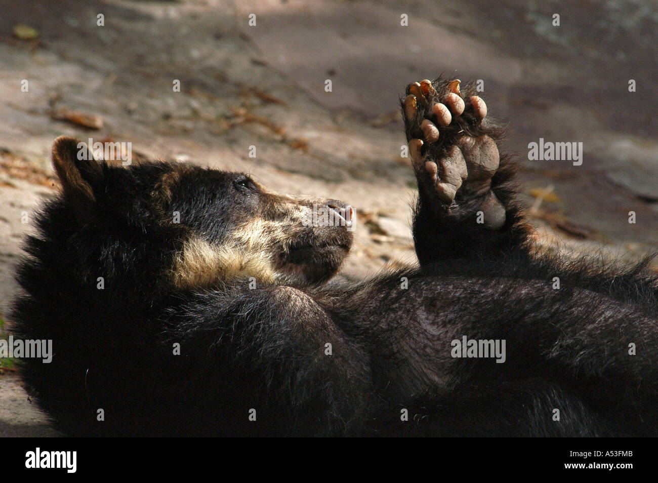 Bear laying on back hi-res stock photography and images - Alamy