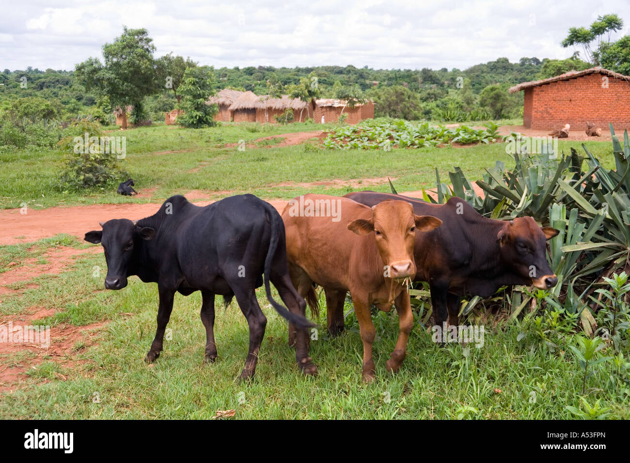 Cows in the village of Chagamba Malawi Africa Stock Photo - Alamy