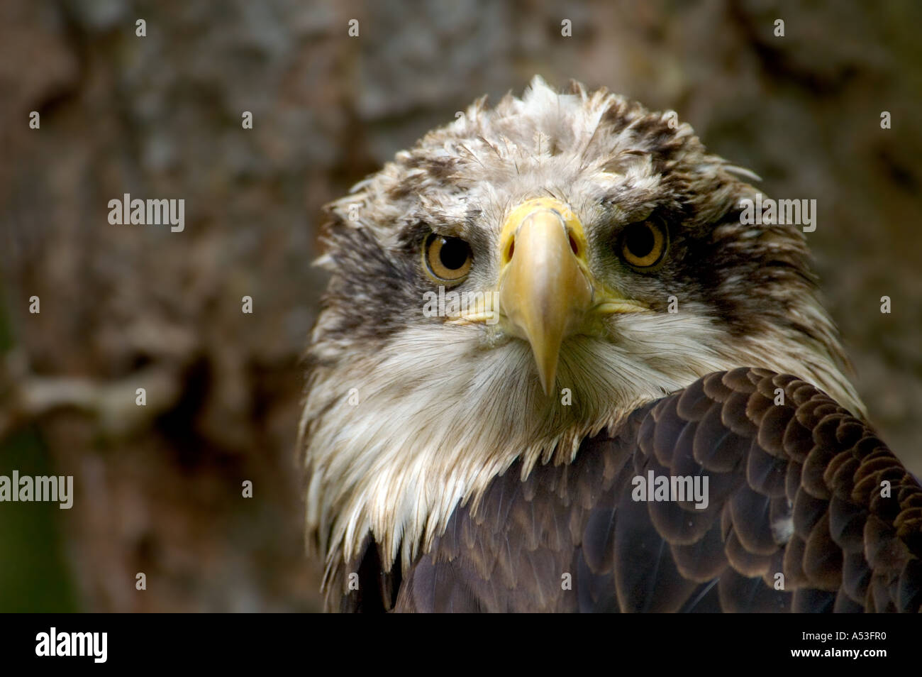 Pretty Young Eagle High Resolution Stock Photography and Images - Alamy