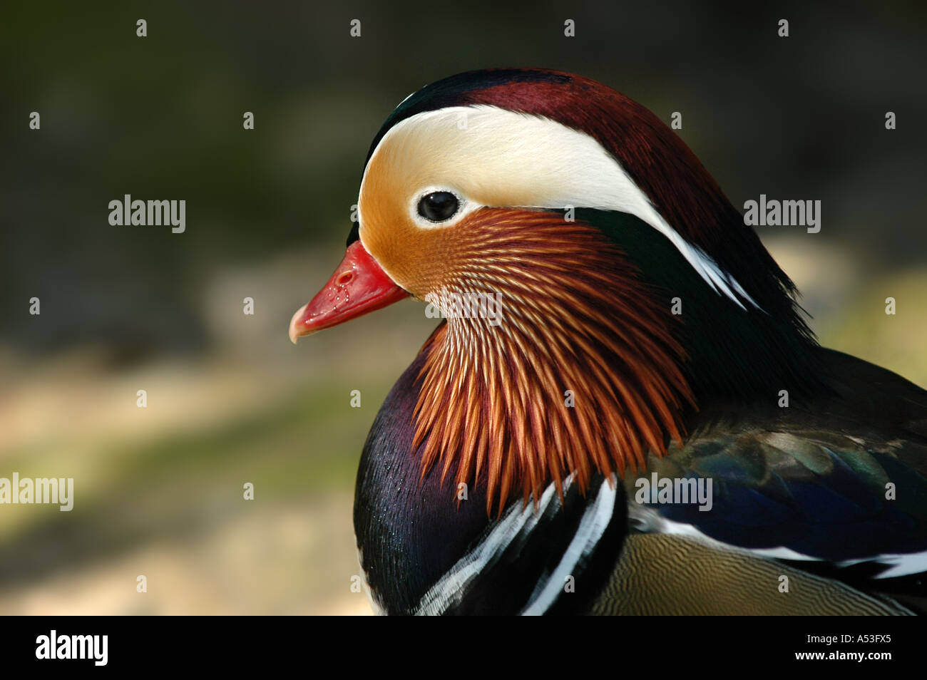 Portrait mandarin duck hi-res stock photography and images - Alamy