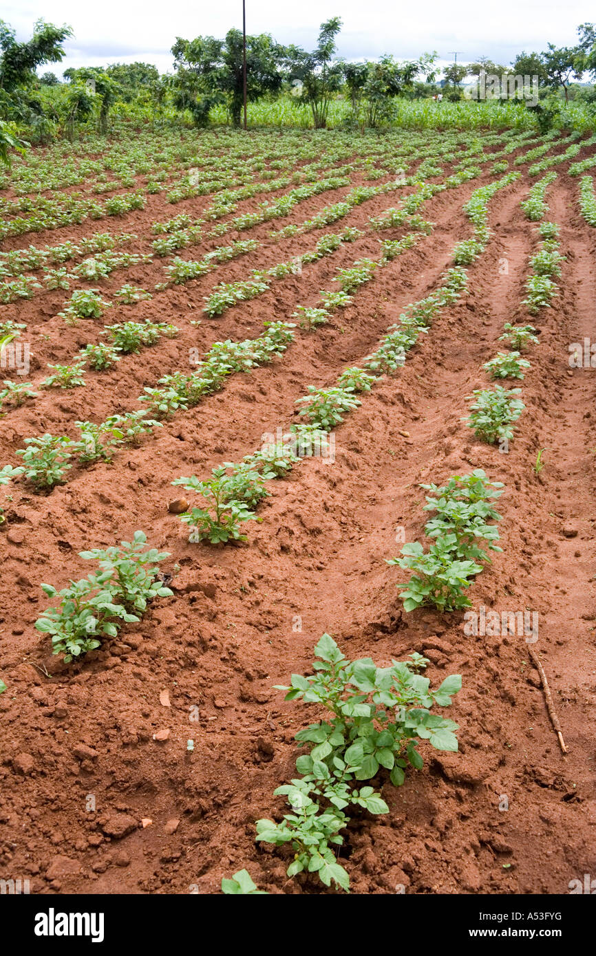 Irish potatoes growing near the village of Chagamba, Malawi, Africa ...