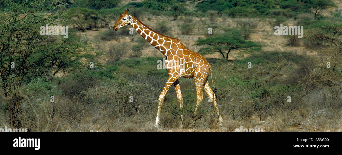 Reticulated giraffe Giraffa reticulata Samburu National Reserve Kenya ...