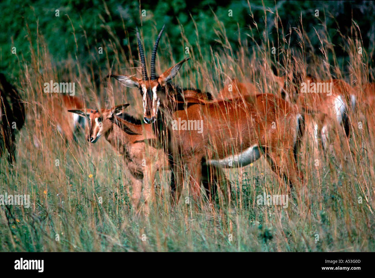 Sable antelope and calf Shimba Hills Kenya Stock Photo - Alamy