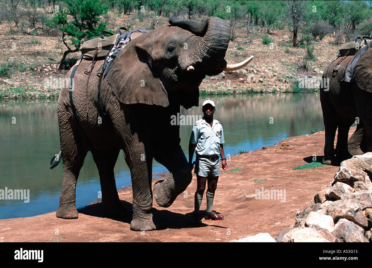 Orphan elephants from Zimbabwe trained for elephant back safaris ...