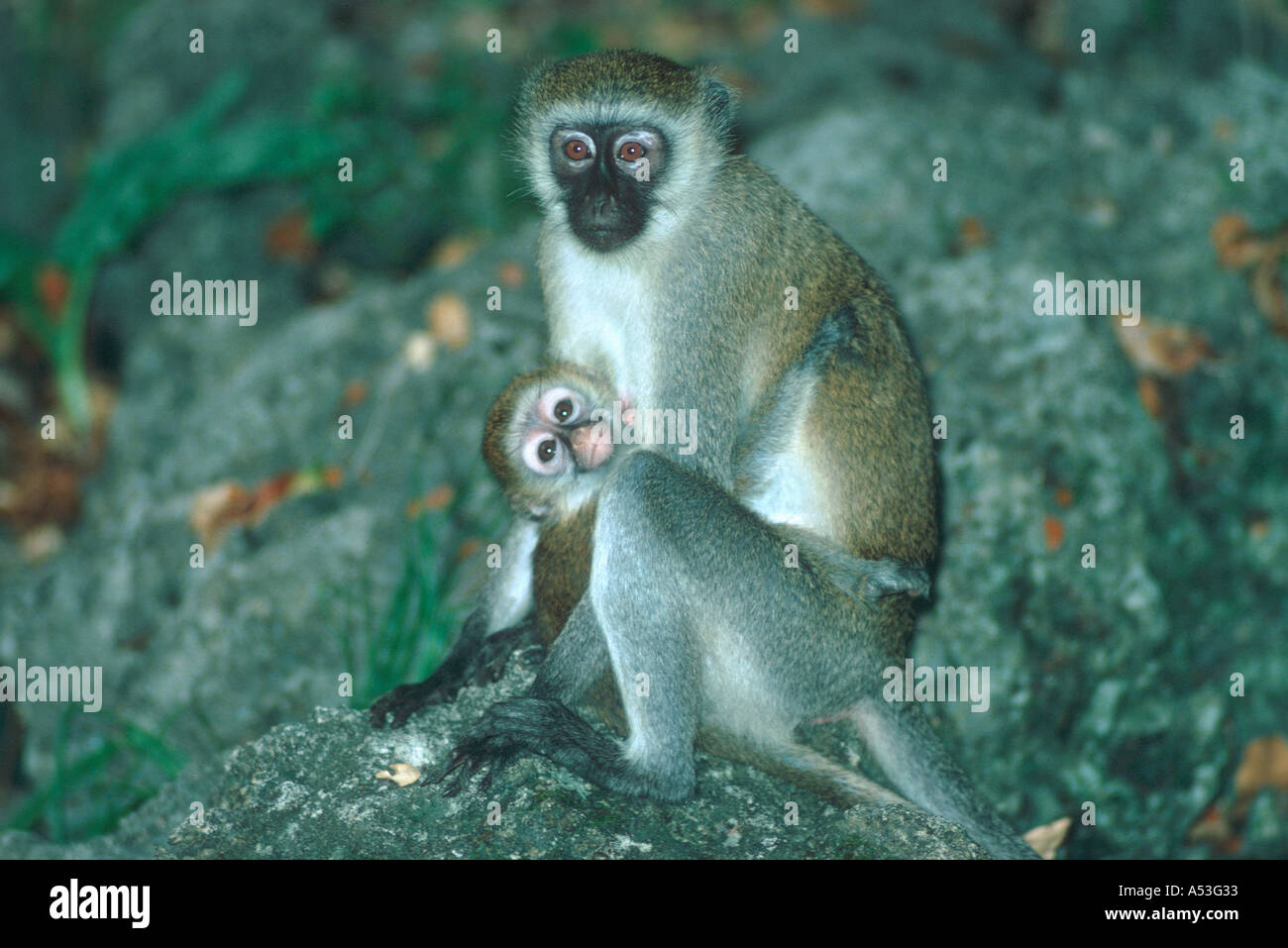 Black faced vervet money with baby Cercopithecus aethiops Nairobi ...