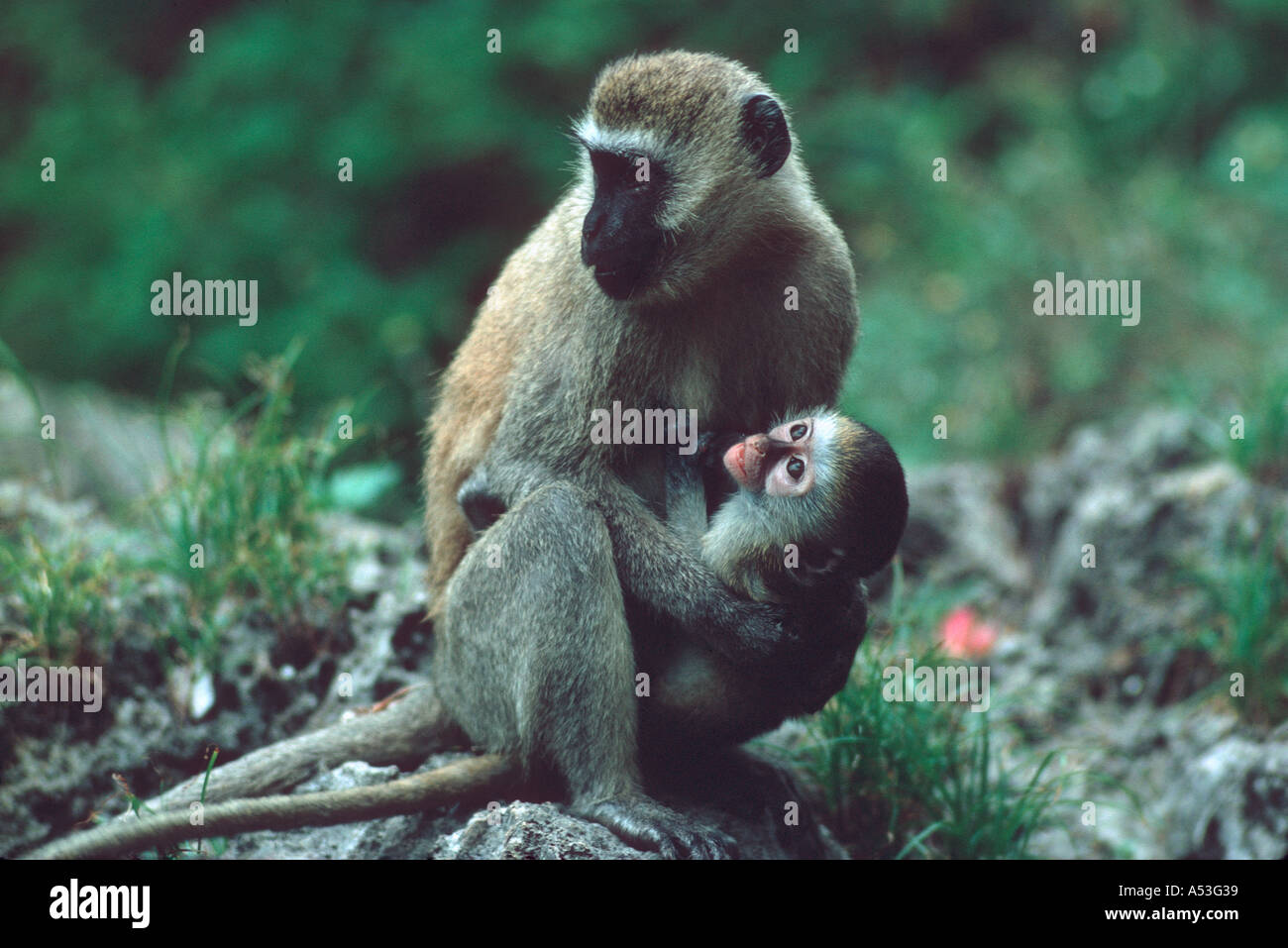 Black faced vervet monkey with baby Cercopithecus aethiops Nairobi ...