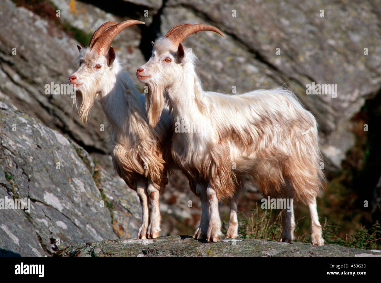 Wild feral goats Capra hircus Carradale Bay Mull of Kintyre Scotland UK ...