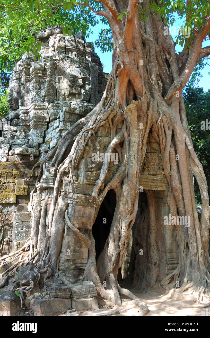 Massive roots growing over the ruins of Ta Som temple Angkor Wat ...