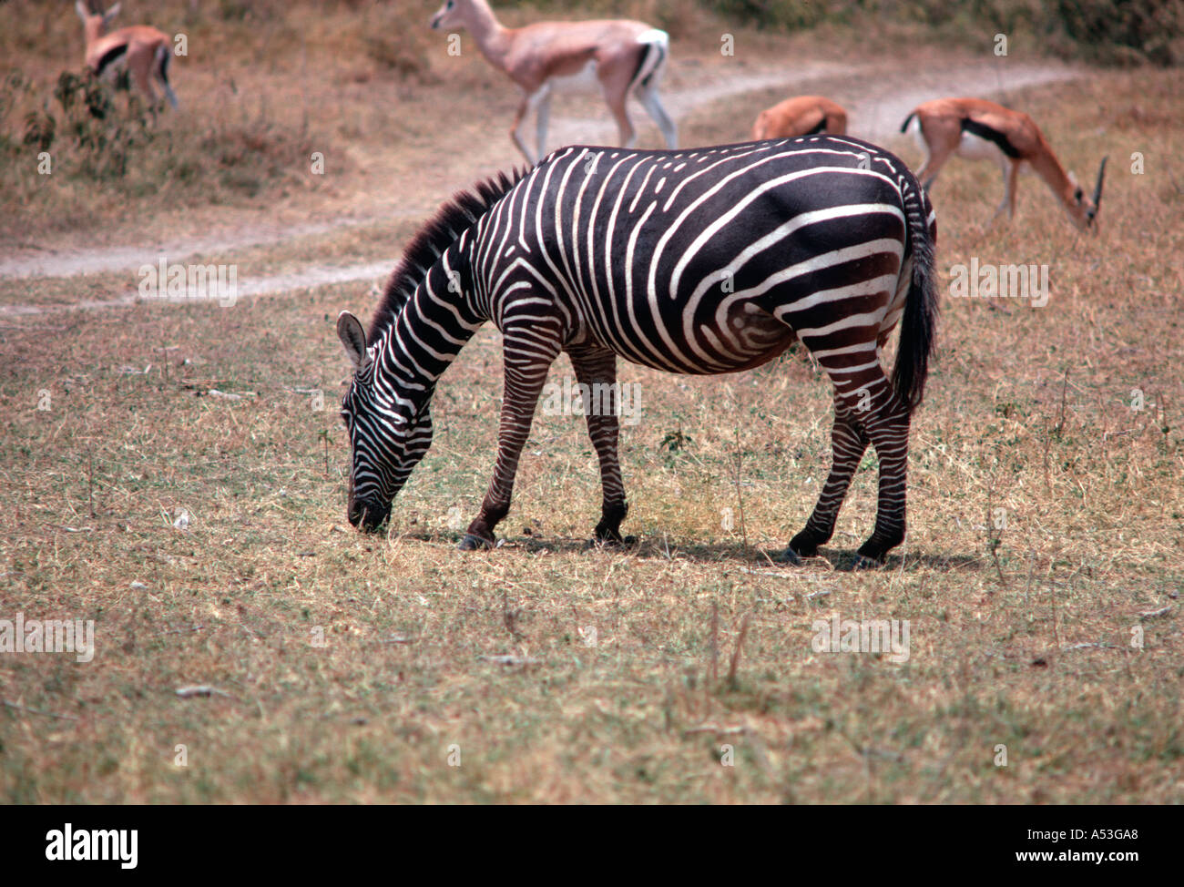 Melanistic zebra hi-res stock photography and images - Alamy