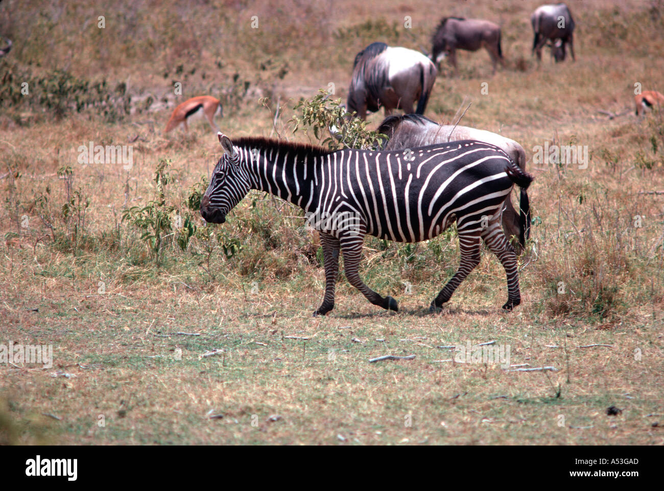 Melanistic zebra hi-res stock photography and images - Alamy