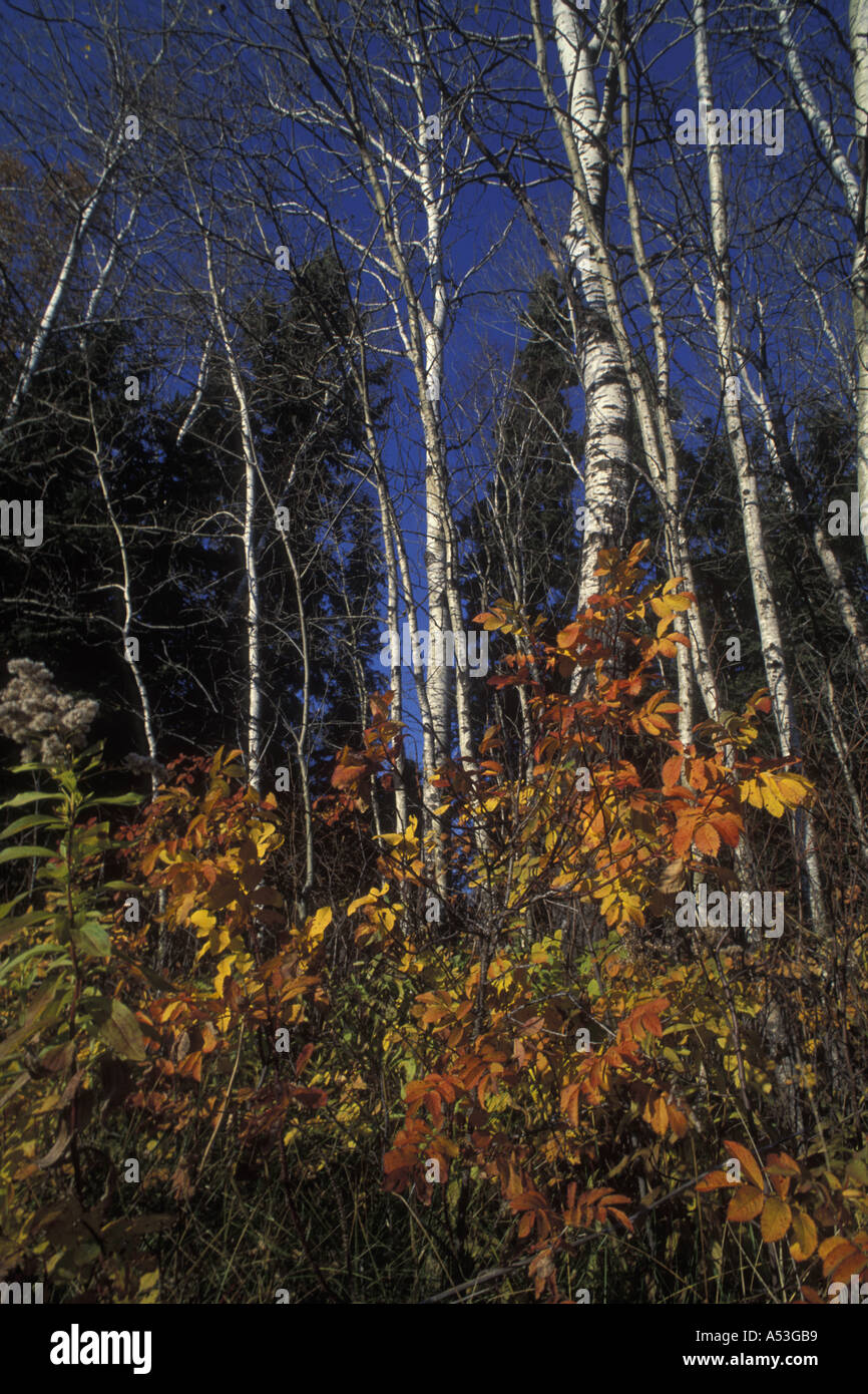 Ground level view of fall foliage hi-res stock photography and images ...