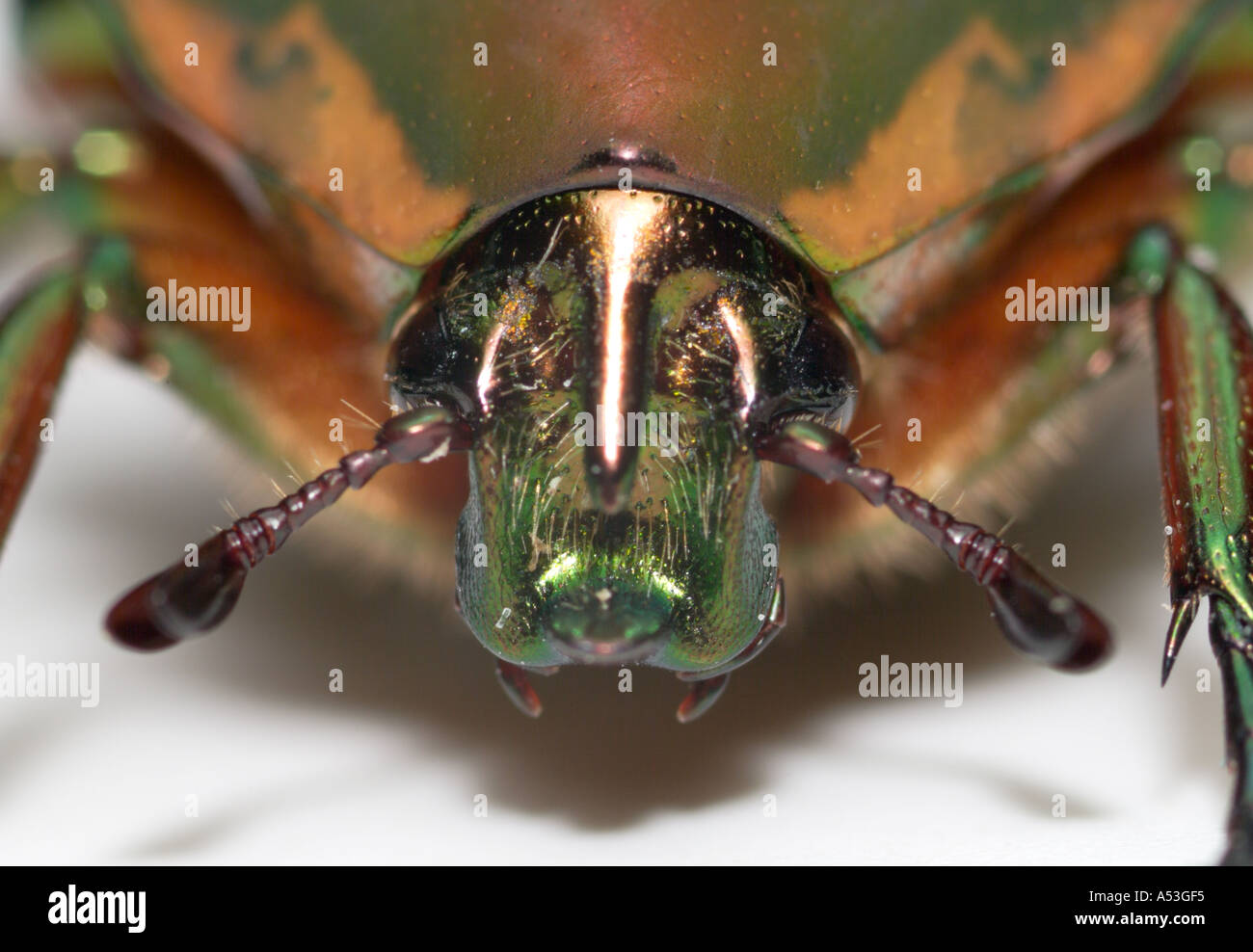 Scarab beetles hi-res stock photography and images - Alamy