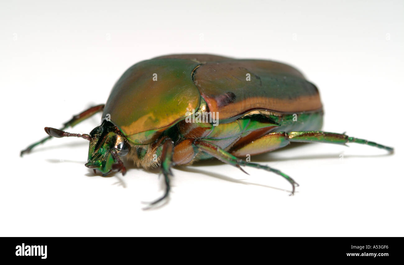 June bug May beetle scarab beetles insects bugs Stock Photo - Alamy
