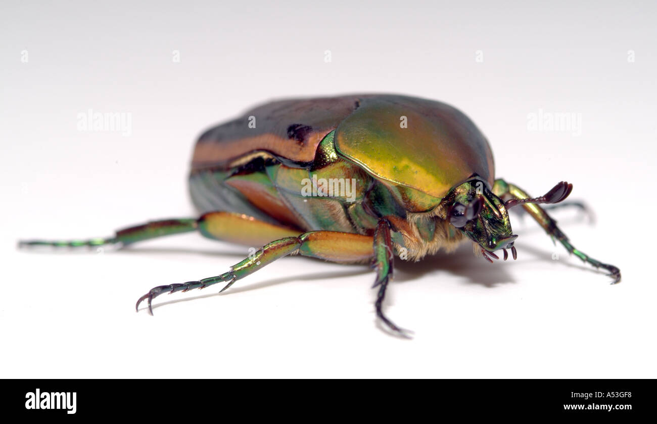 June bug May beetle scarab beetles insects bugs Stock Photo - Alamy
