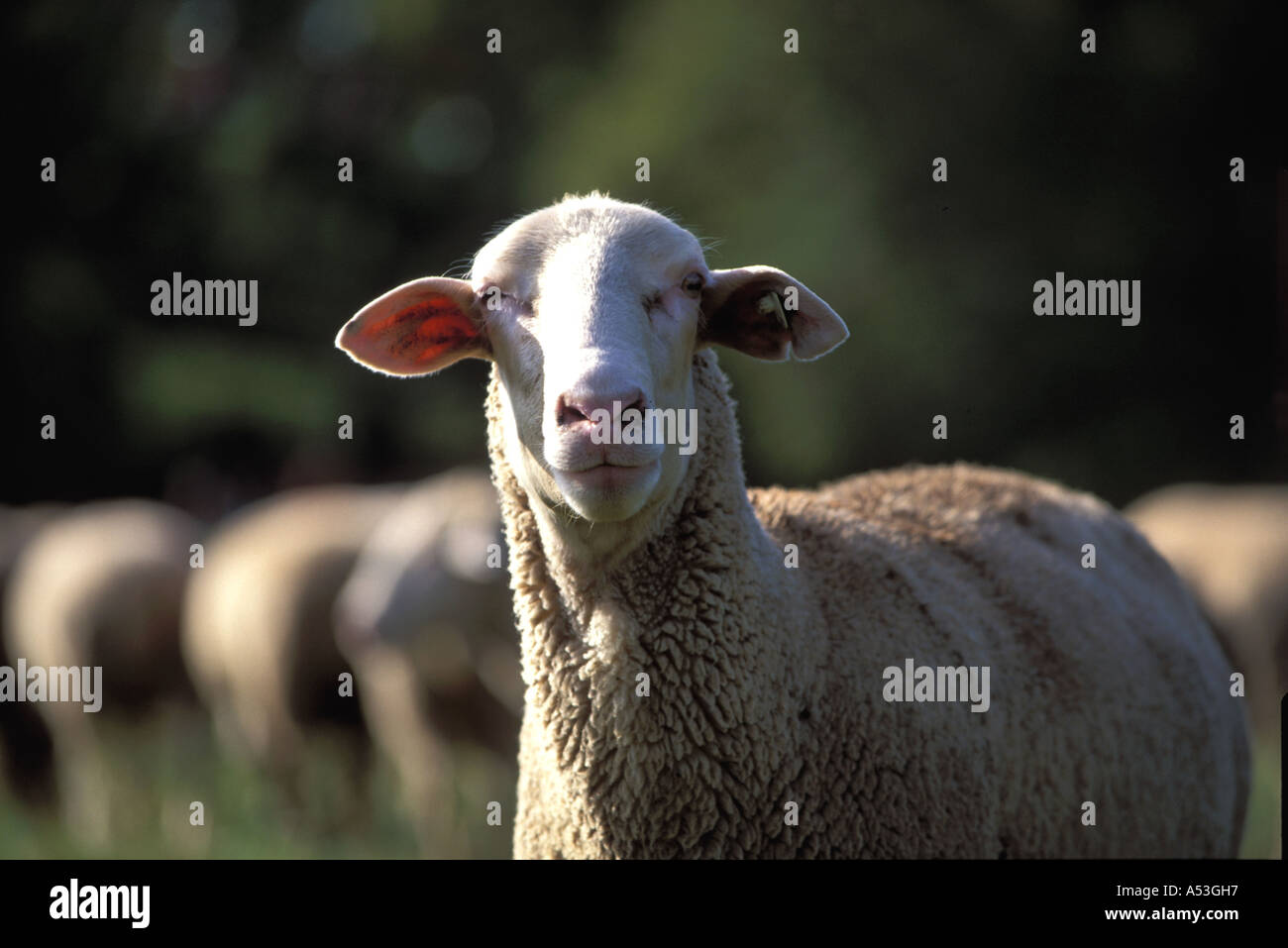 Sheep poses for the camera Stock Photo - Alamy