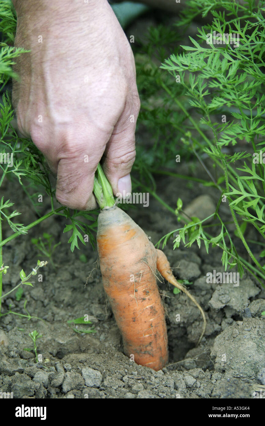 Harvest of a carrot, a hand is pulling a carrot out of the earth Stock ...