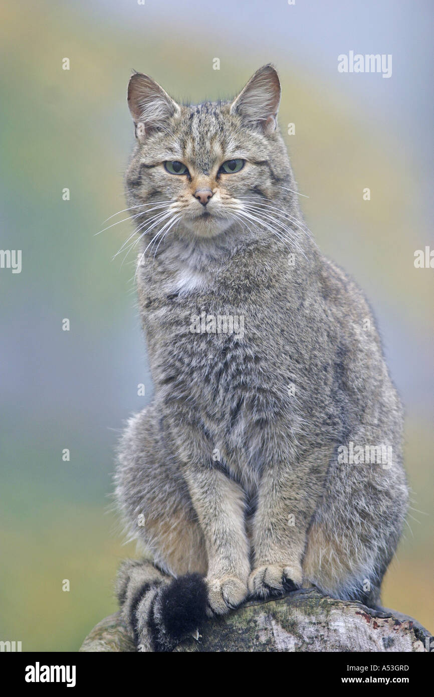 European wildcat (Felis sylvestris) is peering, captive Stock Photo - Alamy