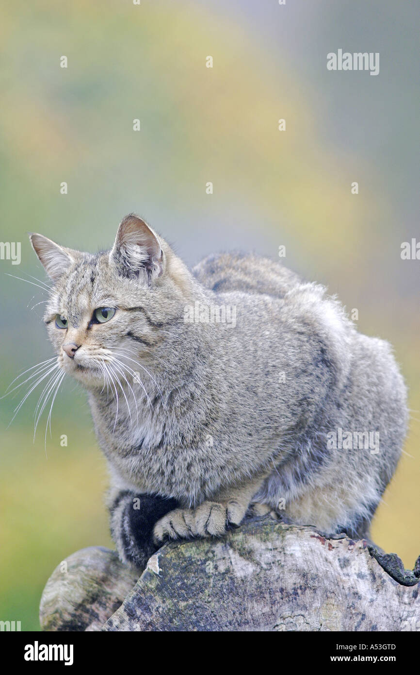 European wildcat (Felis sylvestris) is peering, captive Stock Photo - Alamy